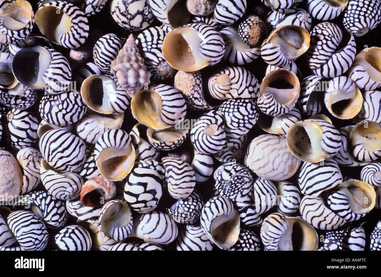 Stripped shells hi-res stock photography and images - Alamy