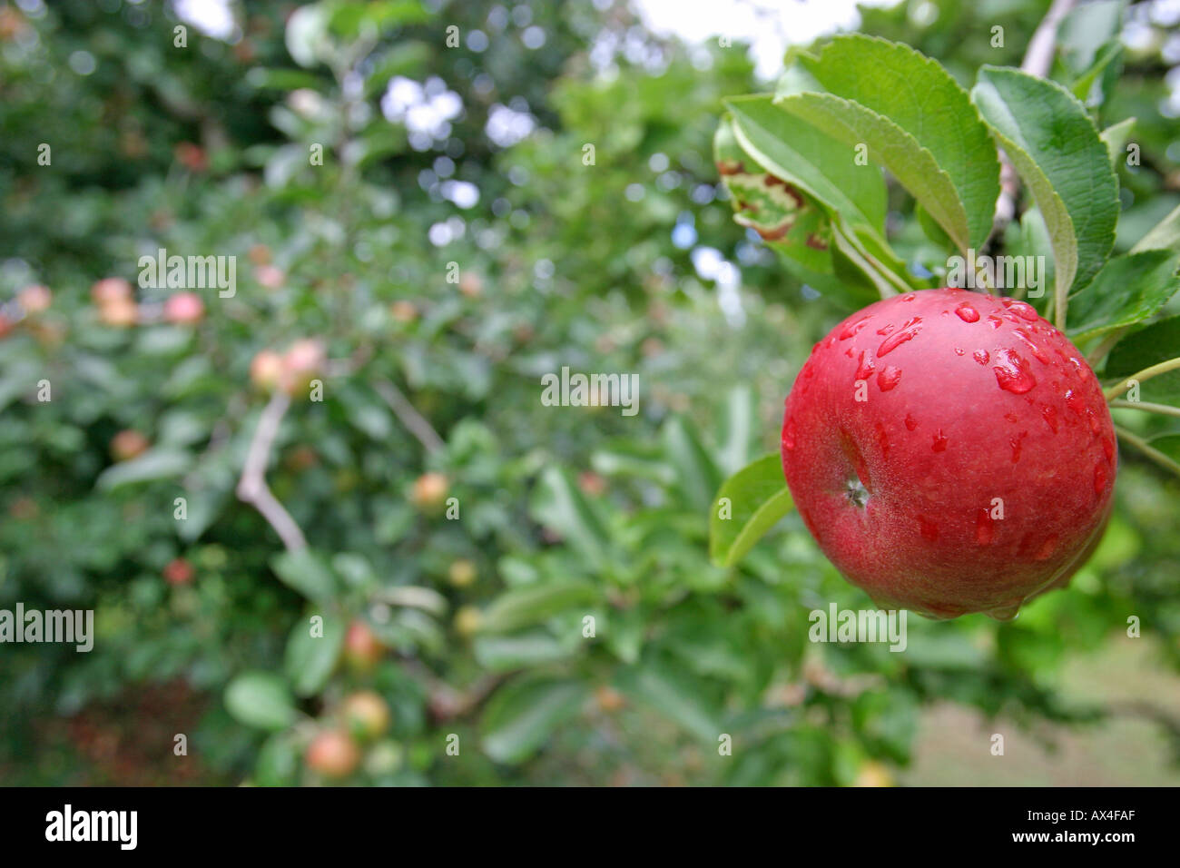 Hawkes bay fruit new zealand hi-res stock photography and images - Alamy