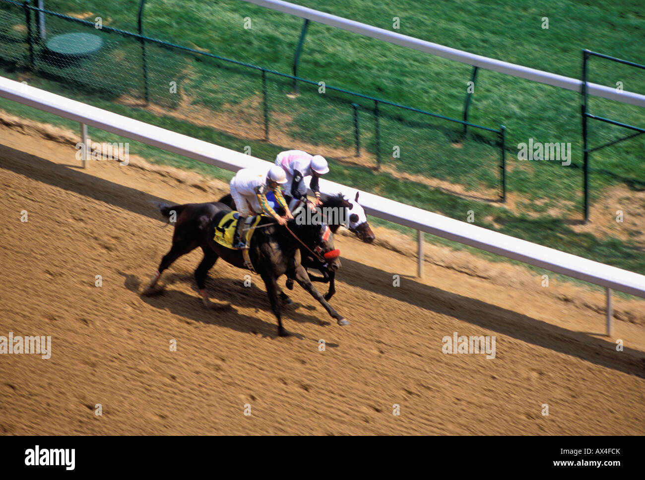 Throughbred race horse hi-res stock photography and images - Alamy