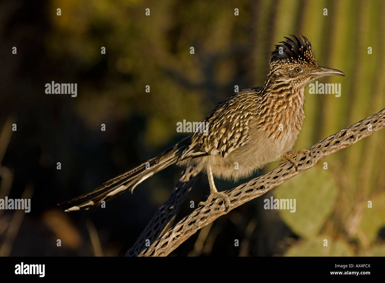 Aves chaparral hi-res stock photography and images - Alamy