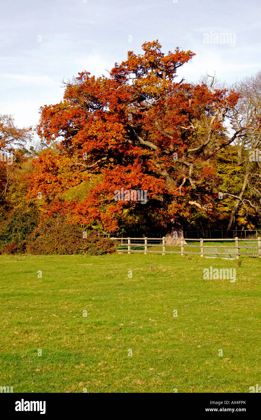 Essex scenery hi-res stock photography and images - Alamy