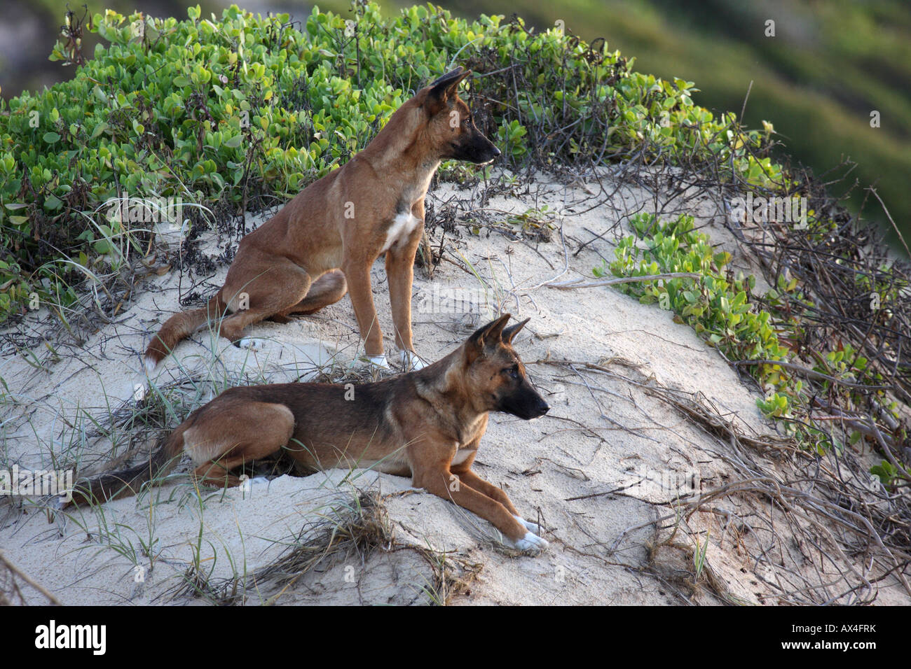 Dingo, canis lupus dingo, two pure-bred adults lying on a sand dune ...