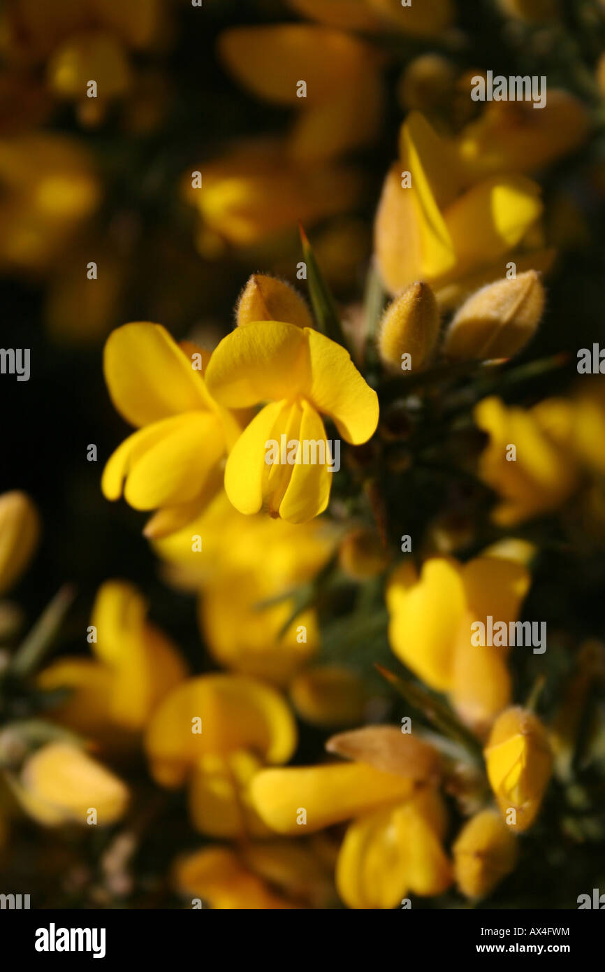 Ulex europaeus hedge hi-res stock photography and images - Alamy