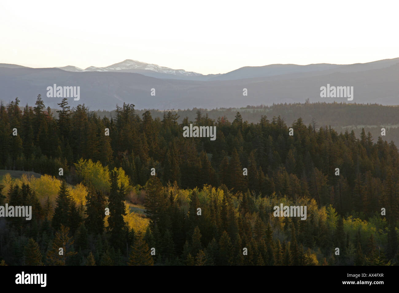 View over Canadian mountains and forest Stock Photo - Alamy