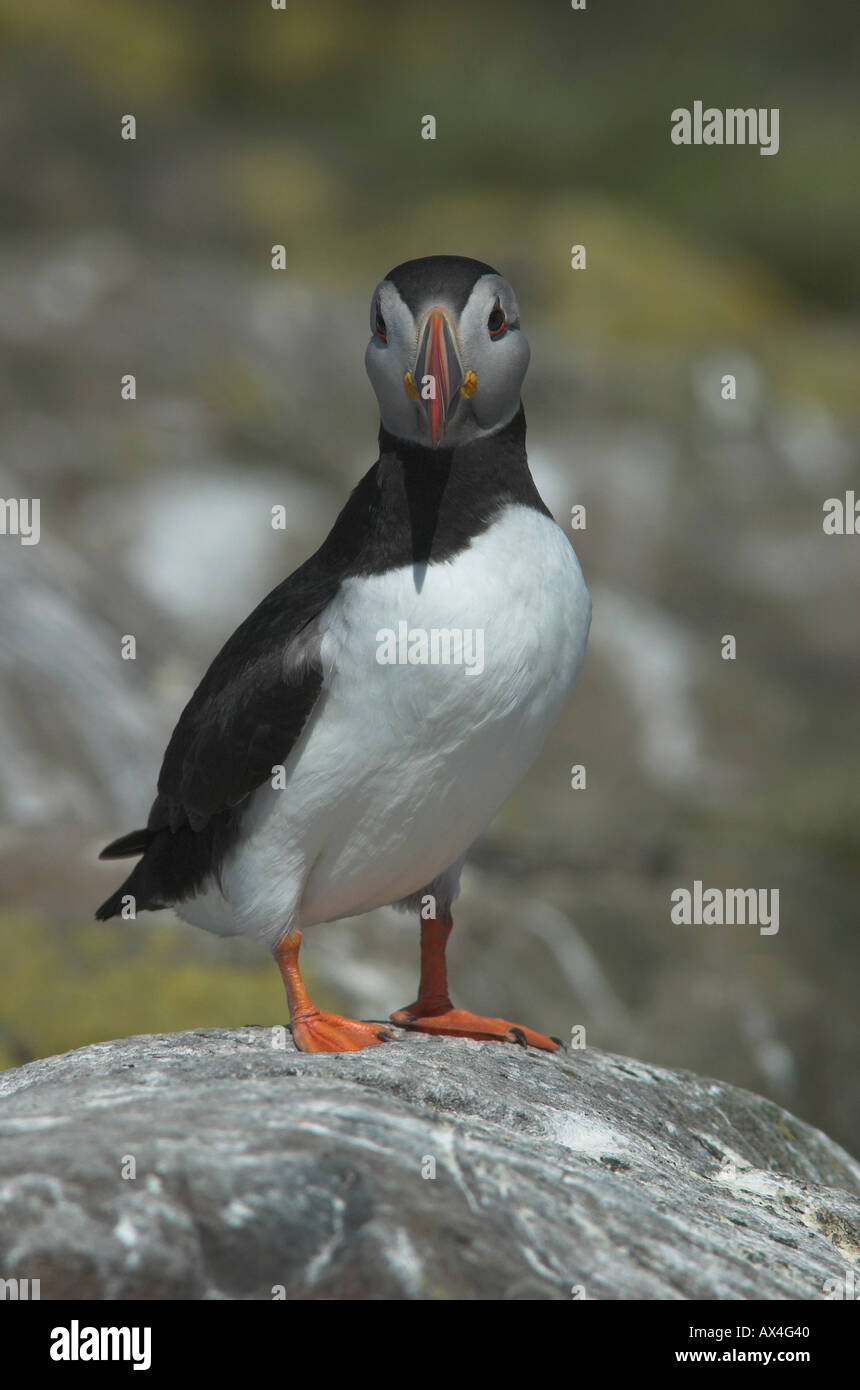 Puffin at Farne Islands Stock Photo - Alamy