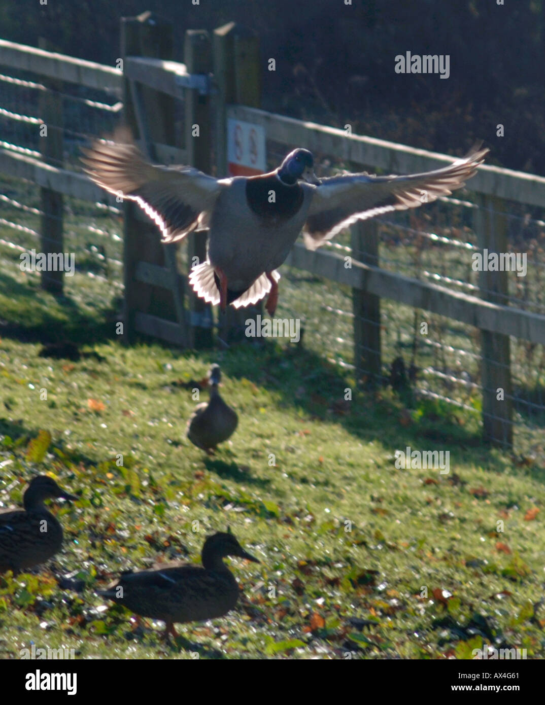 Male Mallard Duck Flying Stock Photo - Alamy