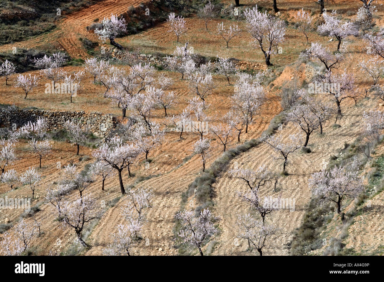 Almond trees valencia comunidad valenciana hi-res stock photography and ...
