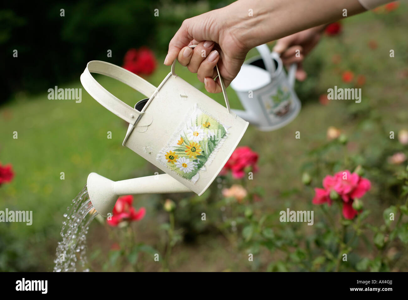 Watering roses hi-res stock photography and images - Alamy