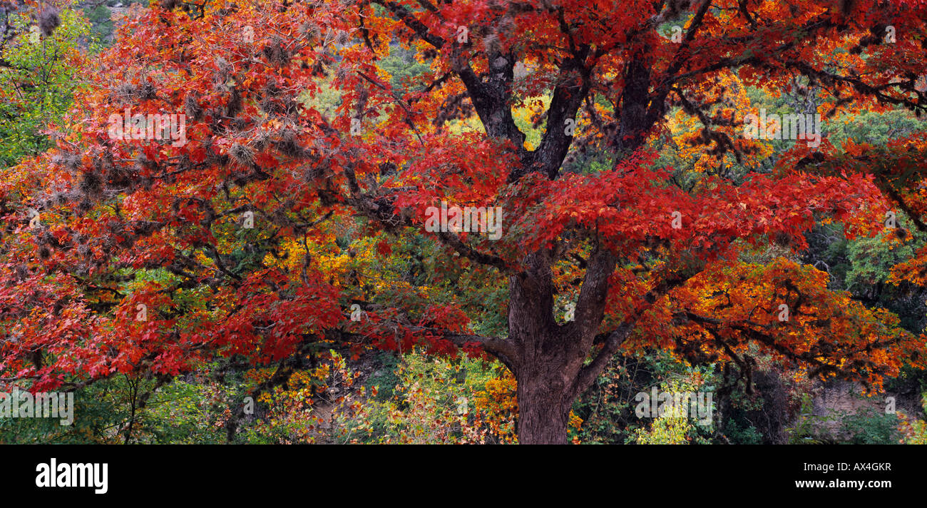 Red Maple Acer rubrum Lost Maples State Park Texas USA November 2005 ...