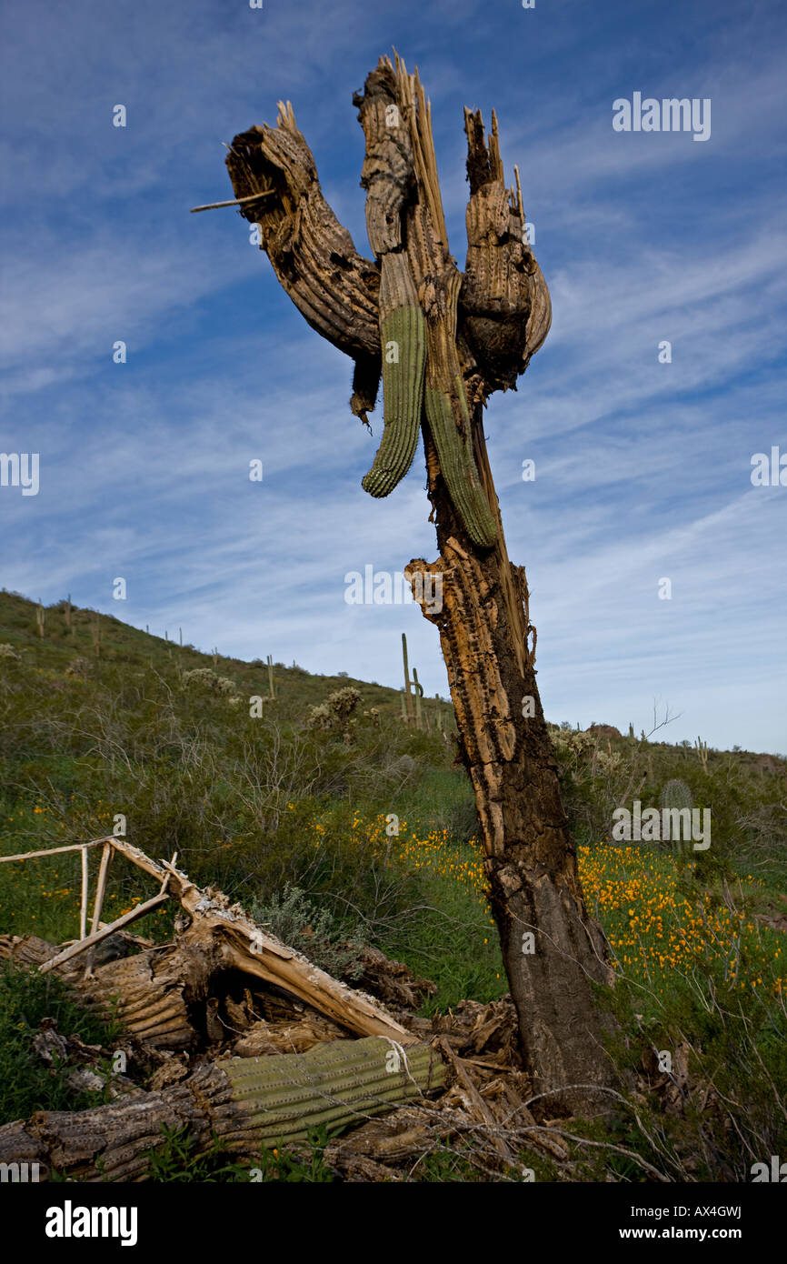 Saguaro cactus skeleton hi-res stock photography and images - Alamy