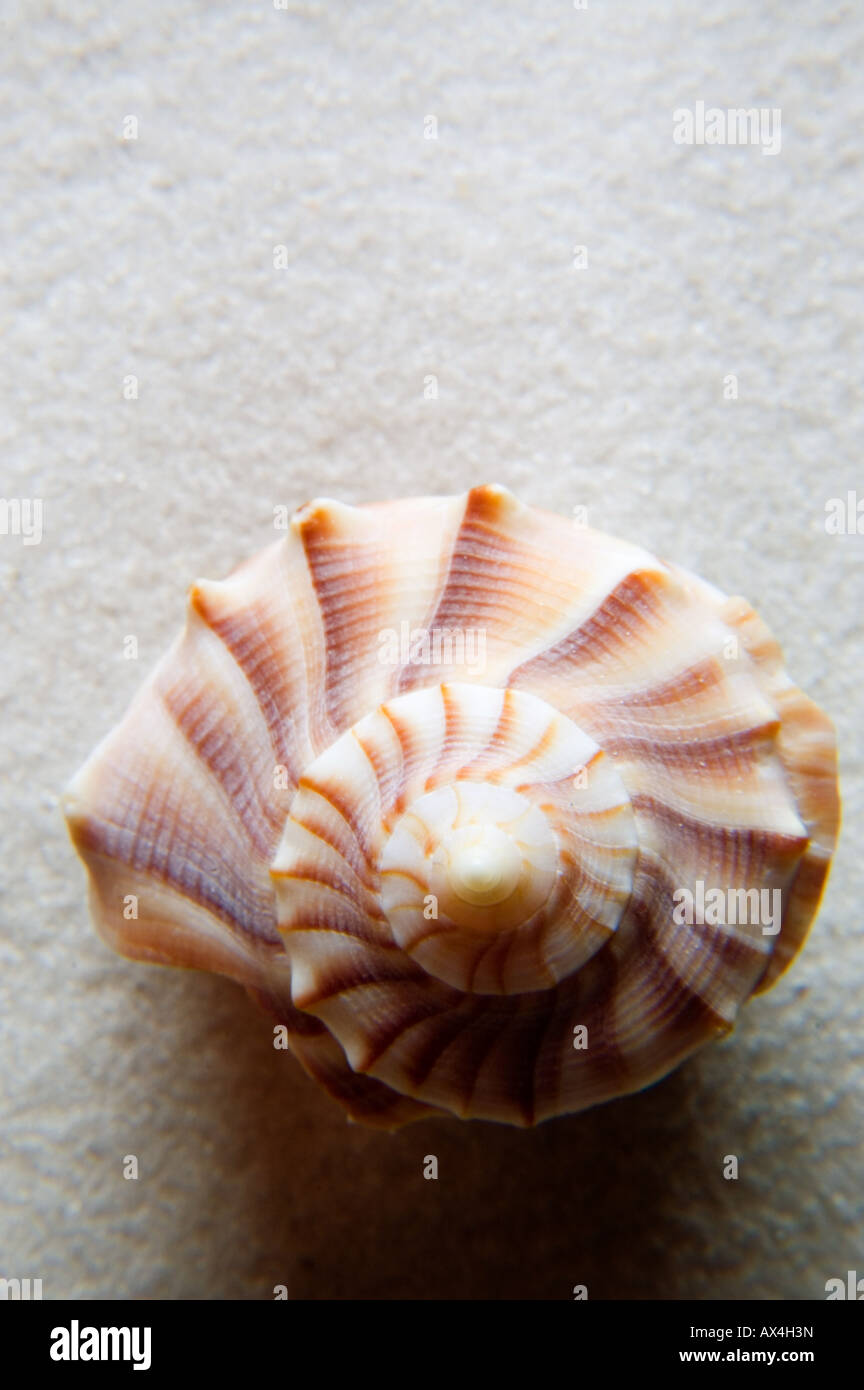 Seashell in the sand Stock Photo - Alamy
