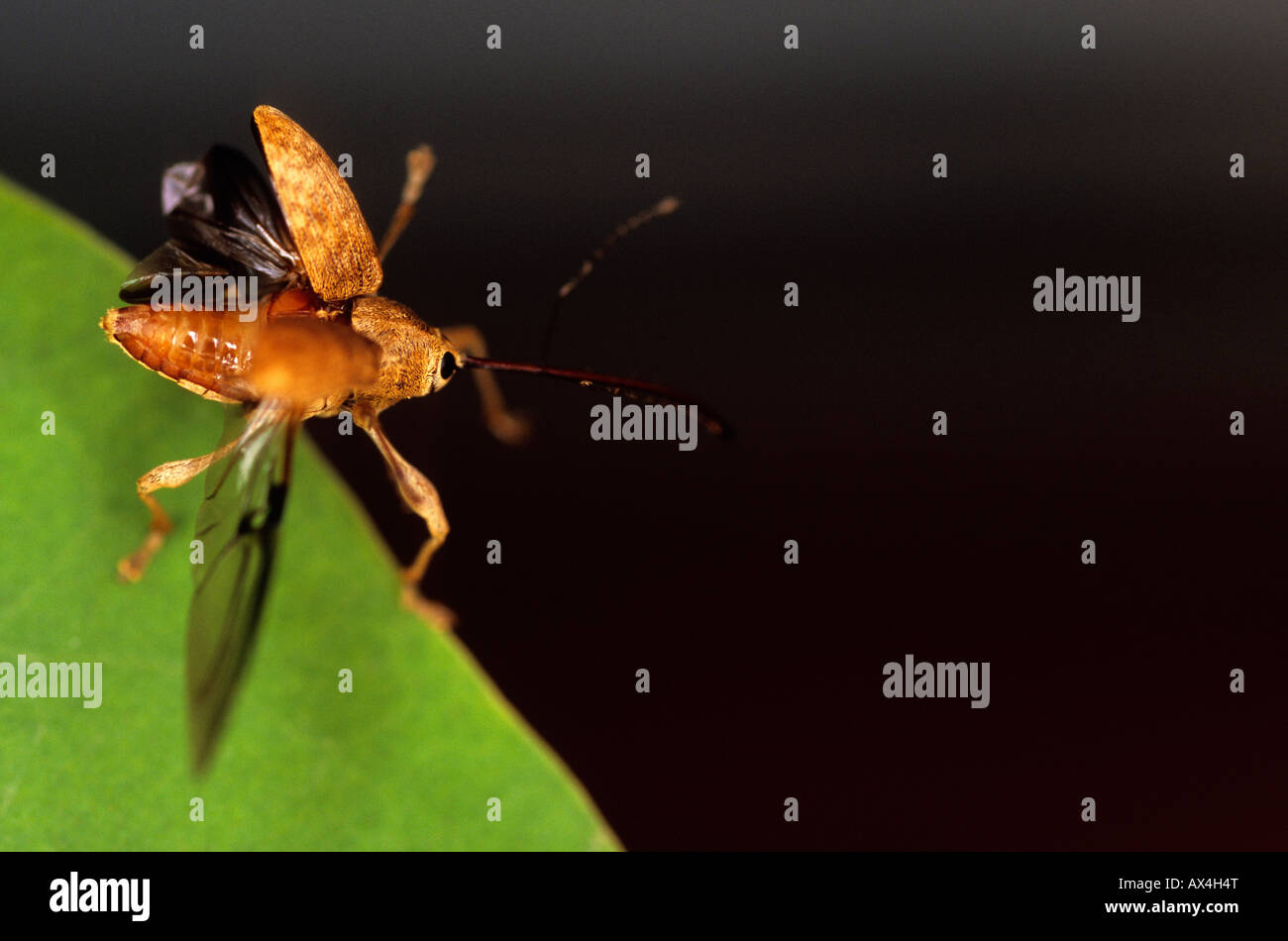 Hazelnut weevil curculio nucum hi-res stock photography and images - Alamy