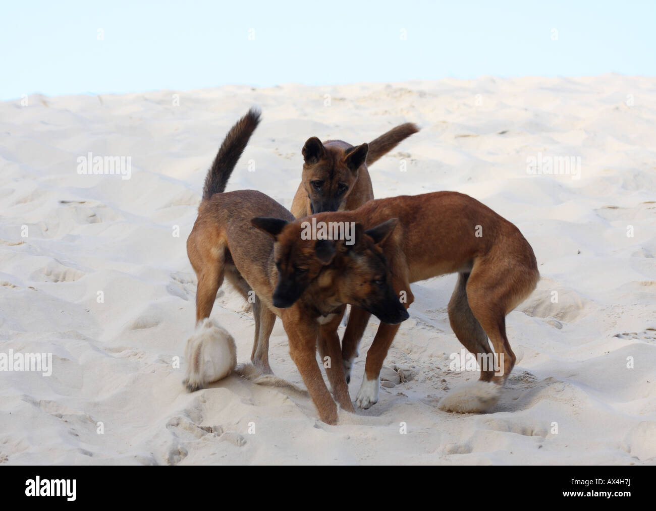 Pure bred dingo hi-res stock photography and images - Alamy