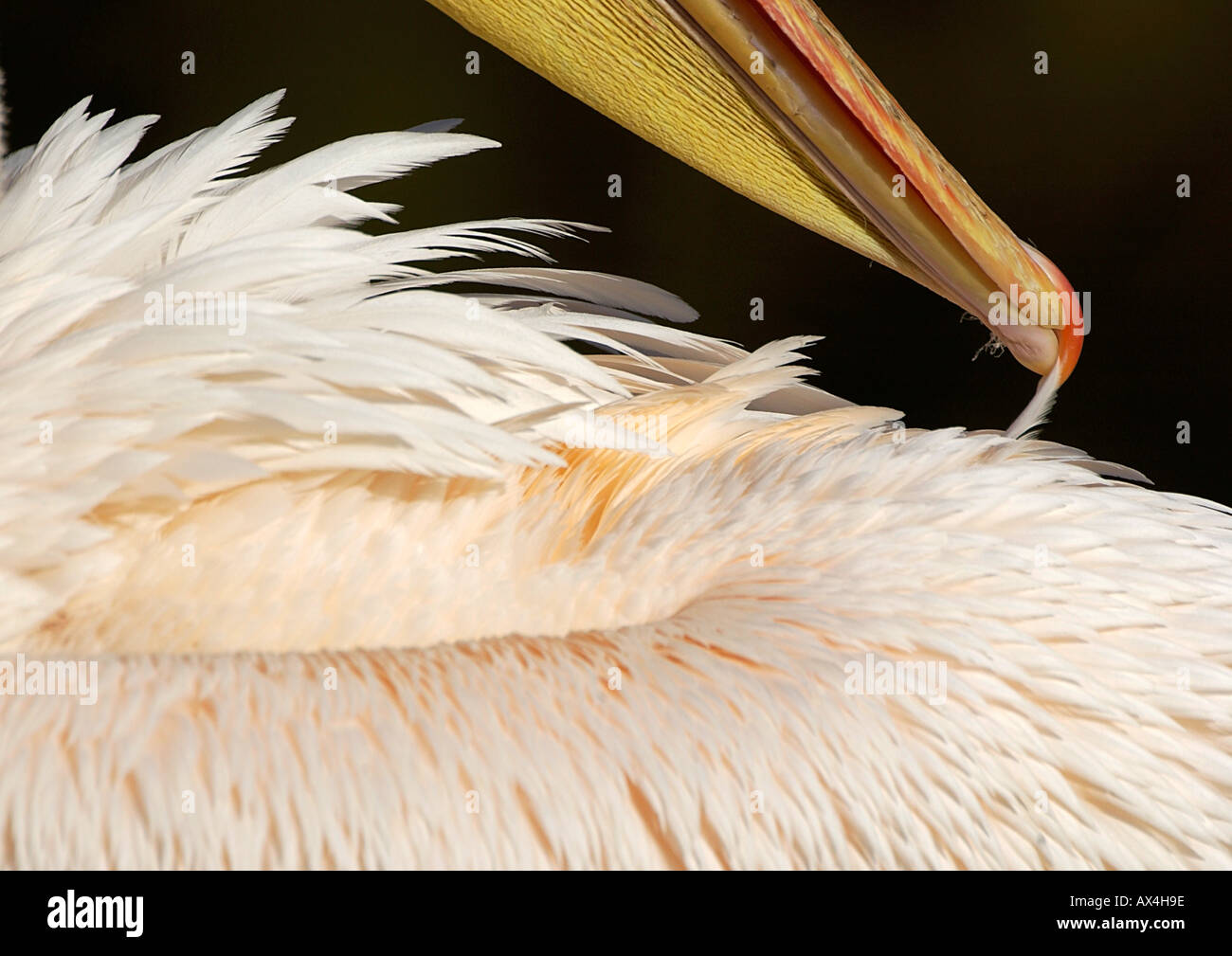 White Pelican preening just a single feather, captured in the essence ...