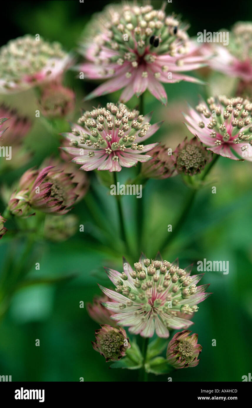 Allium vineale wild crow garlic Stock Photo - Alamy