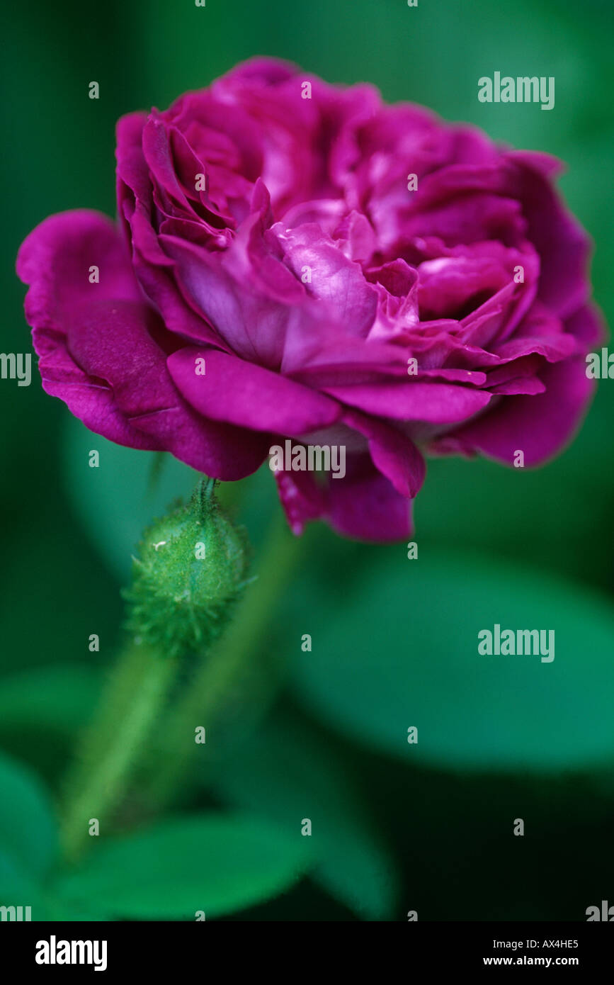 William lobb rose hi-res stock photography and images - Alamy