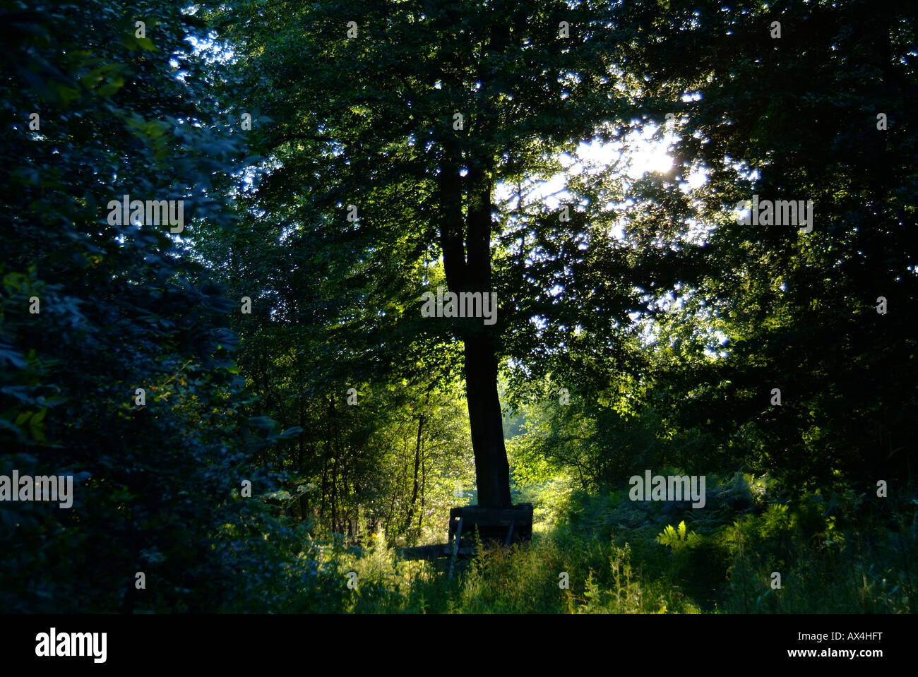 Forest with sun bursting through the trees Stock Photo - Alamy