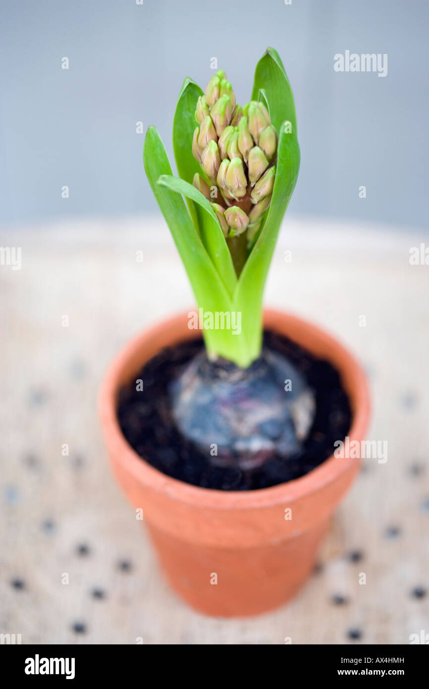 Bulb grown hi-res stock photography and images - Alamy