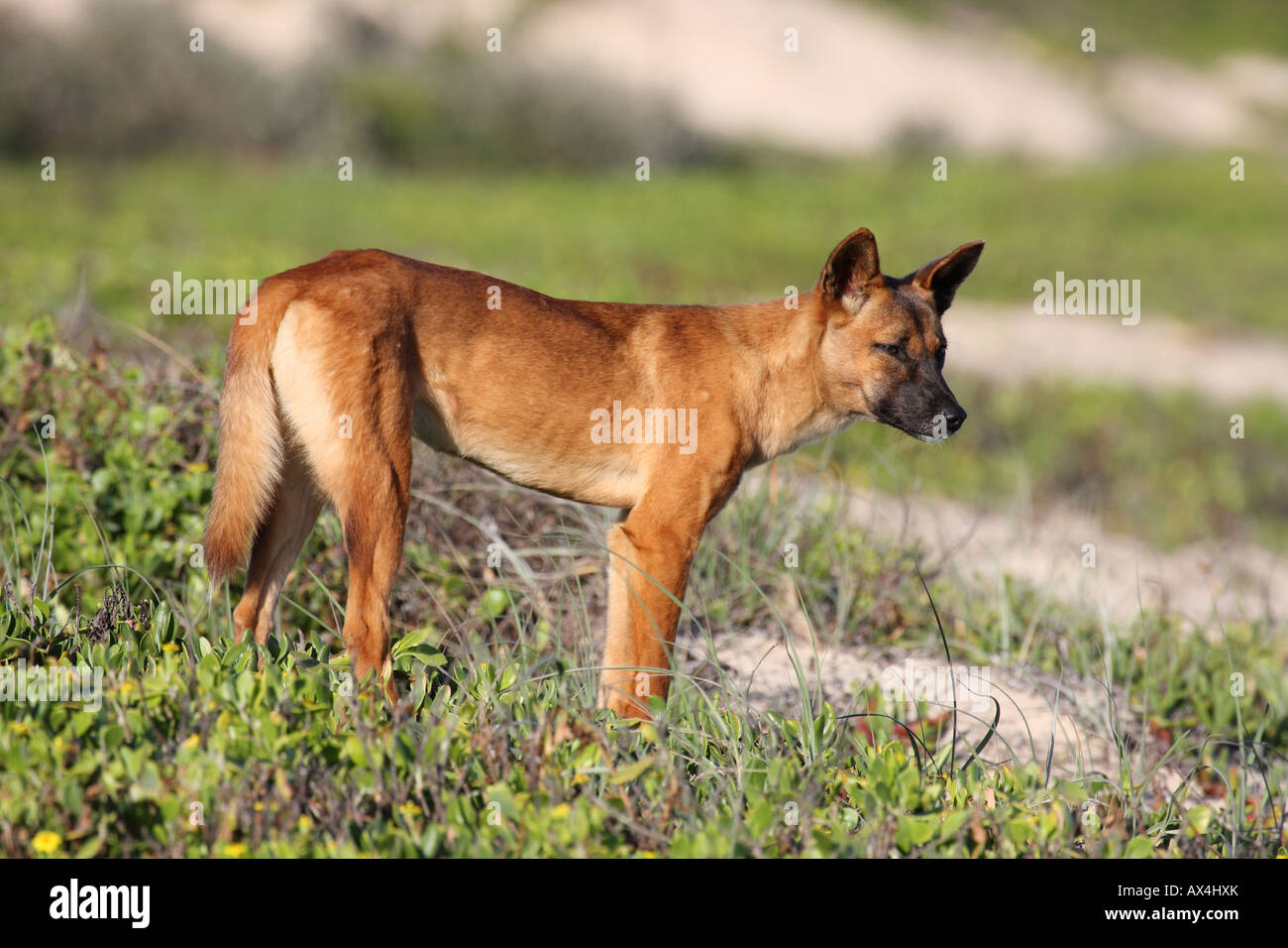 Dingo, canis lupus dingo, single pure-bred adult walking across sand ...