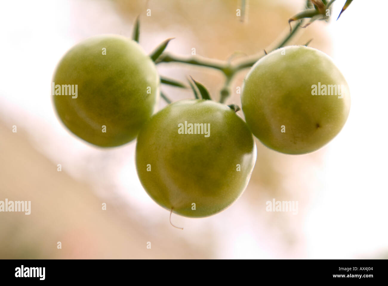 Three toms hi-res stock photography and images - Alamy