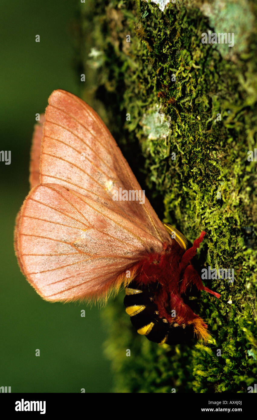 Defensive posture of a saturniidae moth Nicaragua Stock Photo - Alamy