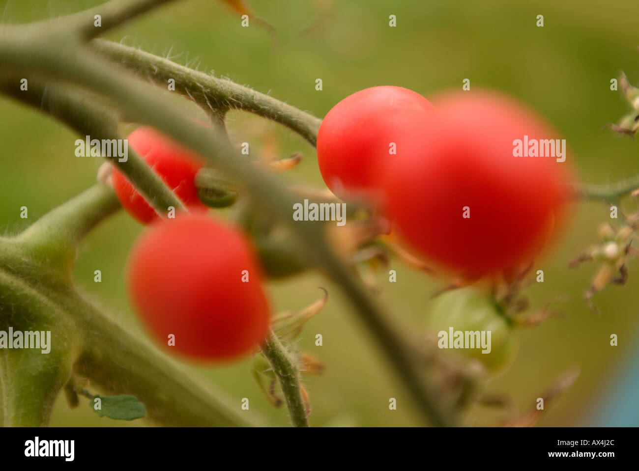 Red toms hi-res stock photography and images - Alamy