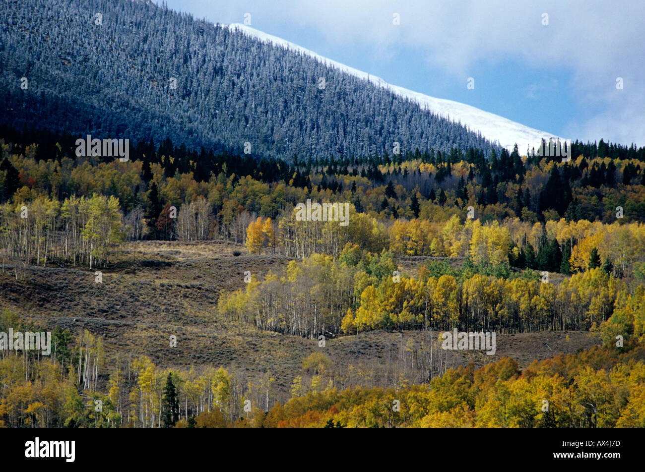 Aspen trees near Breckenridge Colorado USA Stock Photo - Alamy