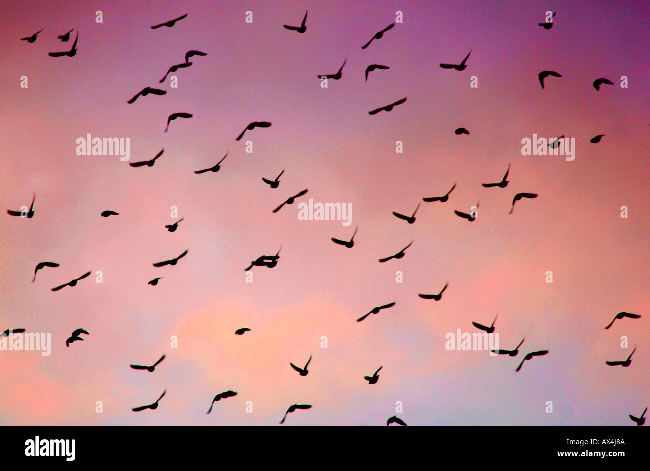 Abstract Flock Of Starlings Stock Photo - Alamy