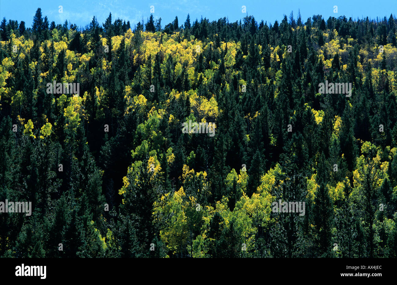 Aspen and Pine trees Rocky Mountain National Park near Denver USA Stock ...