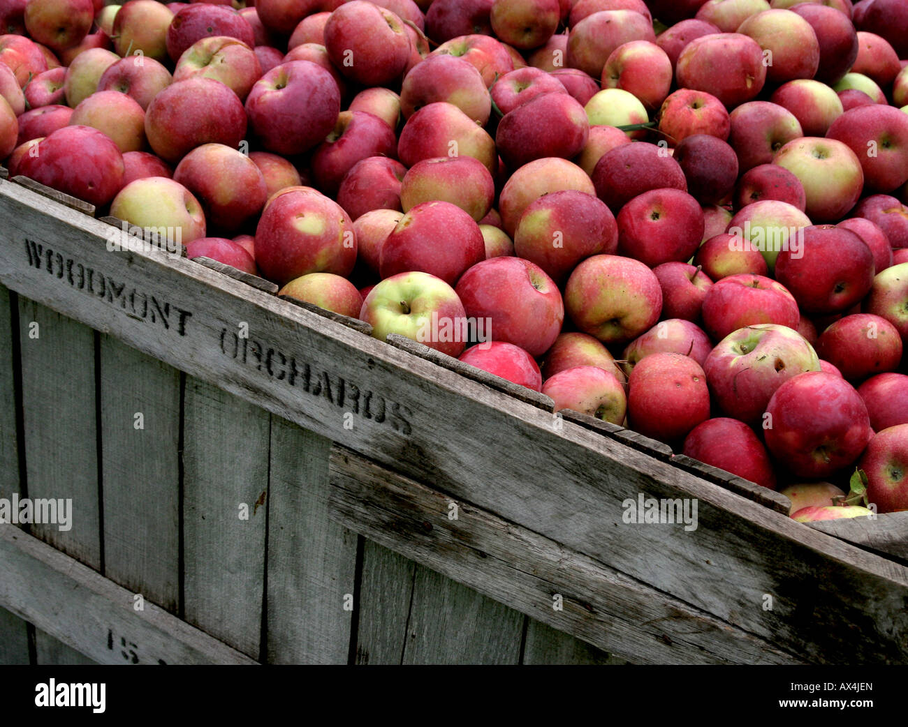 Harvested apples in crates in New Hampshire Stock Photo - Alamy