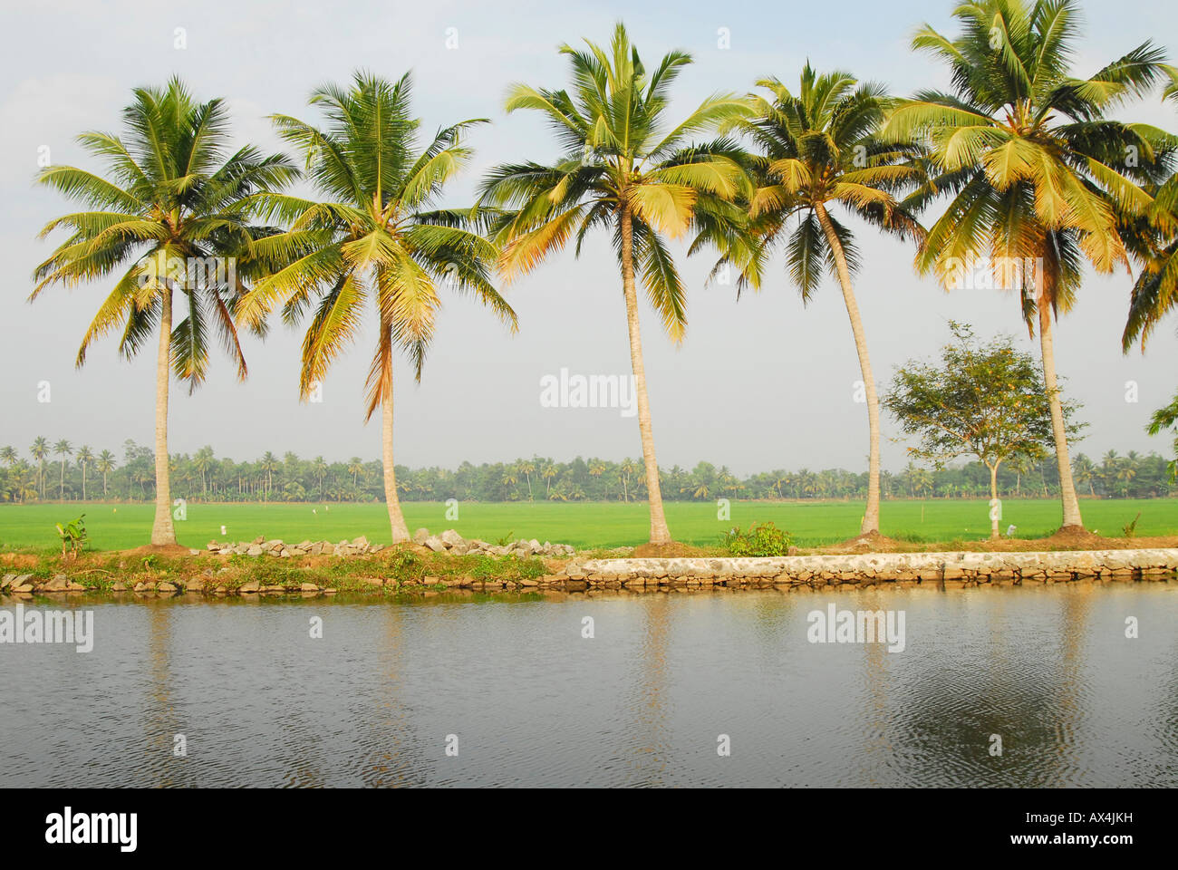 A view from kuttanad,kerala,india Stock Photo - Alamy
