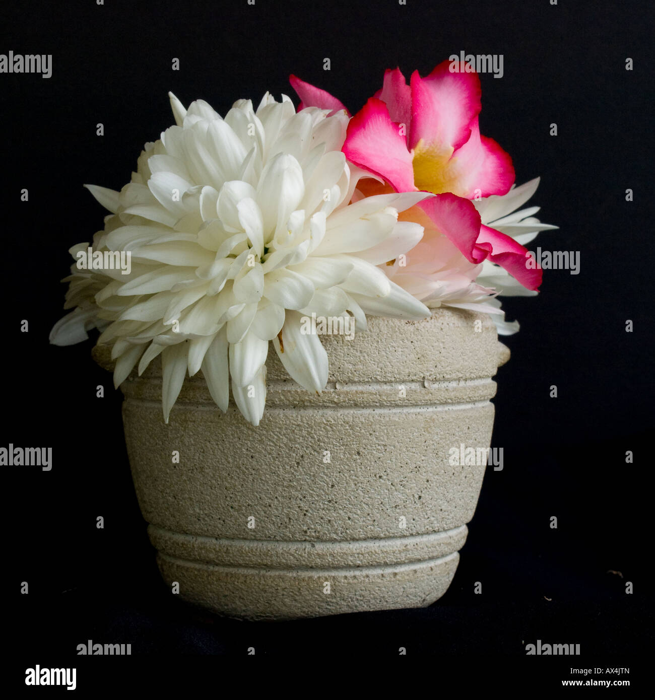 Rose snowball hi-res stock photography and images - Alamy