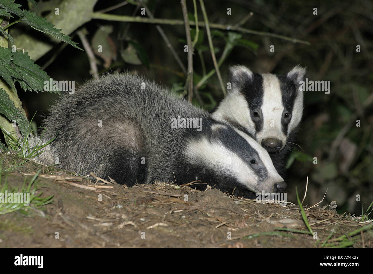 Badger cub hi-res stock photography and images - Alamy