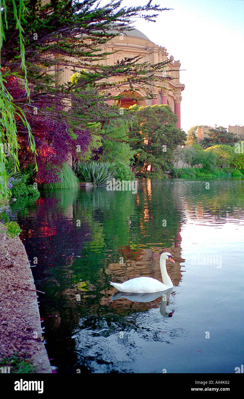 Swan at Palace of Fine Arts - San Francisco, CA Stock Photo - Alamy