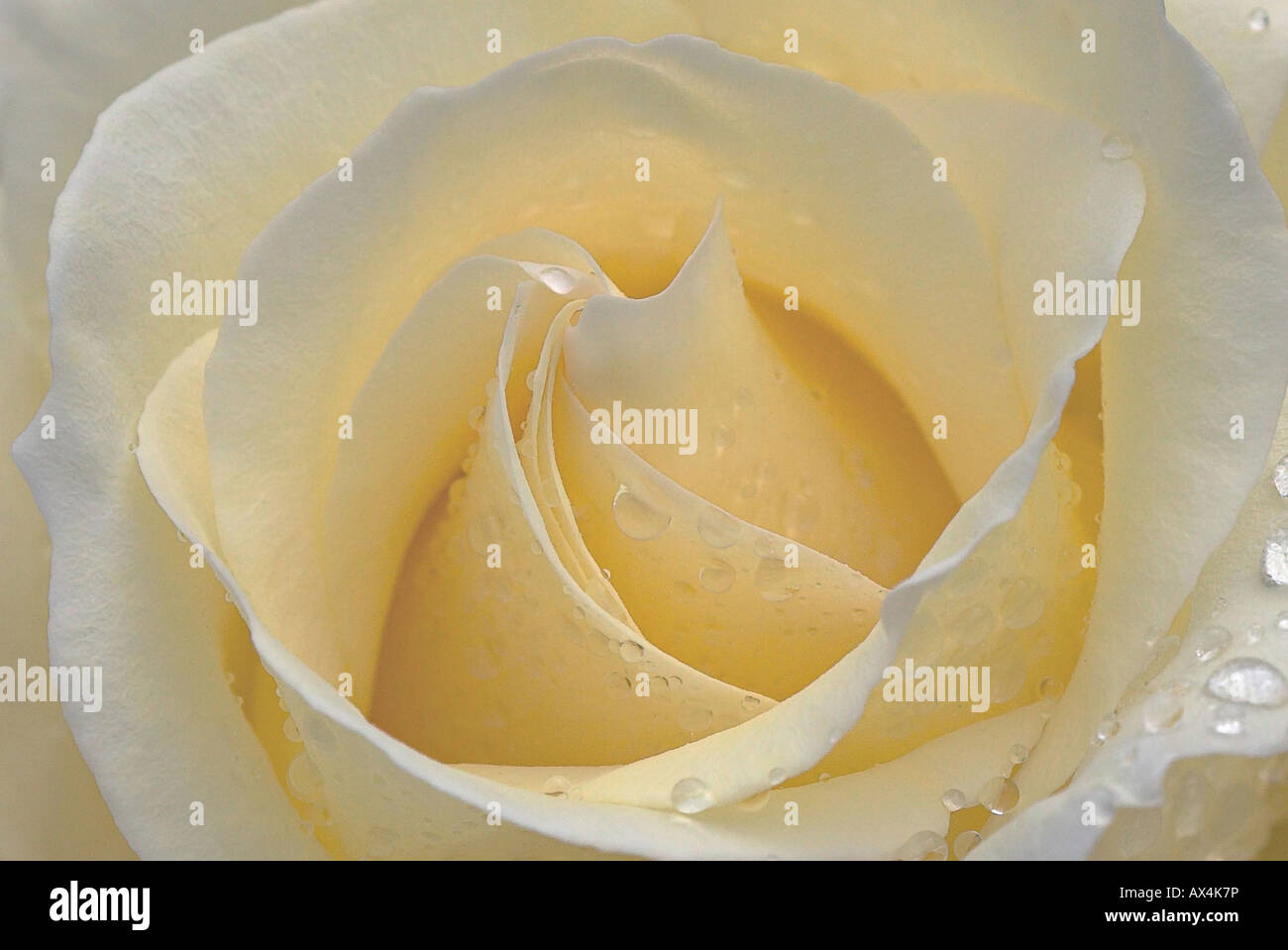 close up of yellow rose with water drops Stock Photo - Alamy