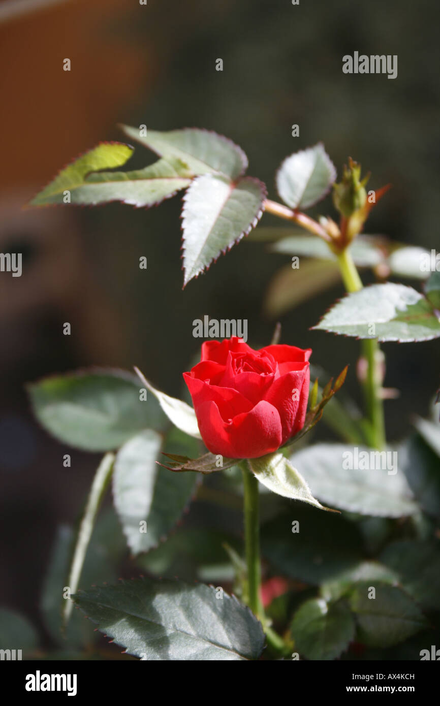 one red rose Stock Photo - Alamy