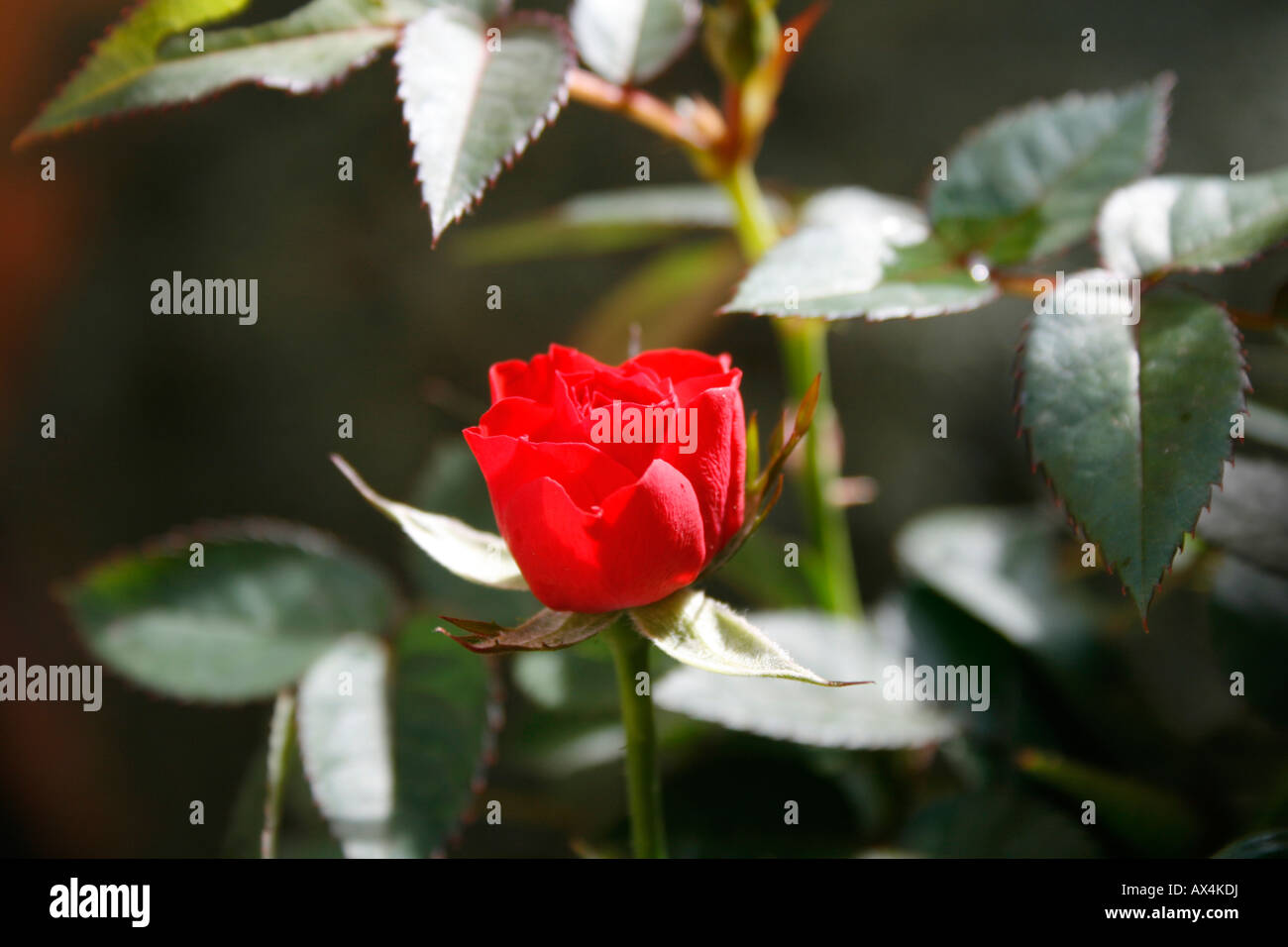 one red rose Stock Photo - Alamy