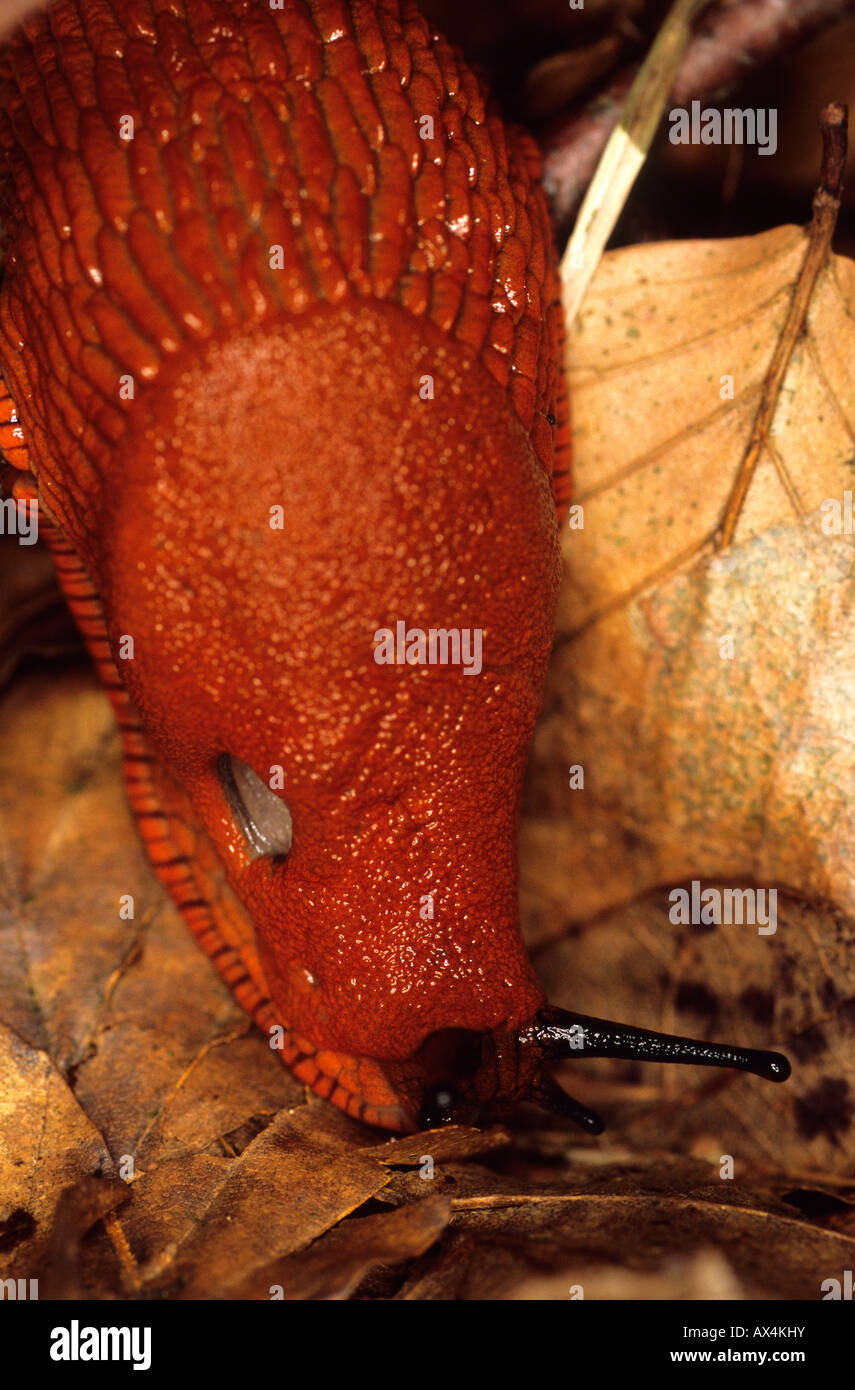 Red slug Arion rufus France Stock Photo - Alamy