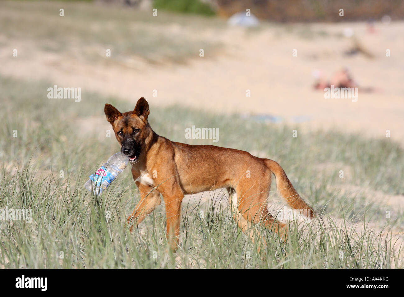 Dingo, canis lupus dingo, single pure-bred adult carrying a bottle of ...