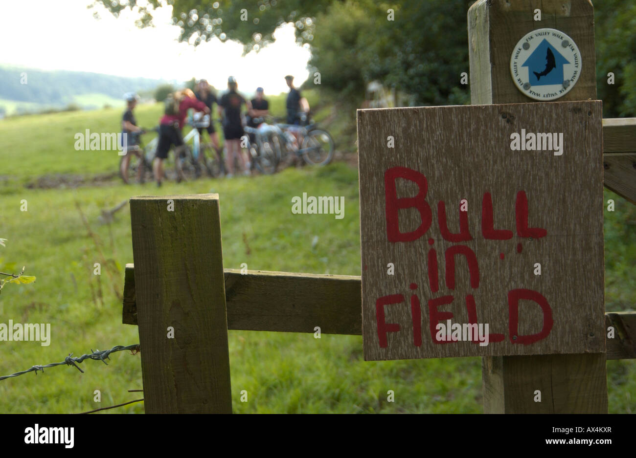 bull in field warning sign in yorkshire meadow Stock Photo - Alamy