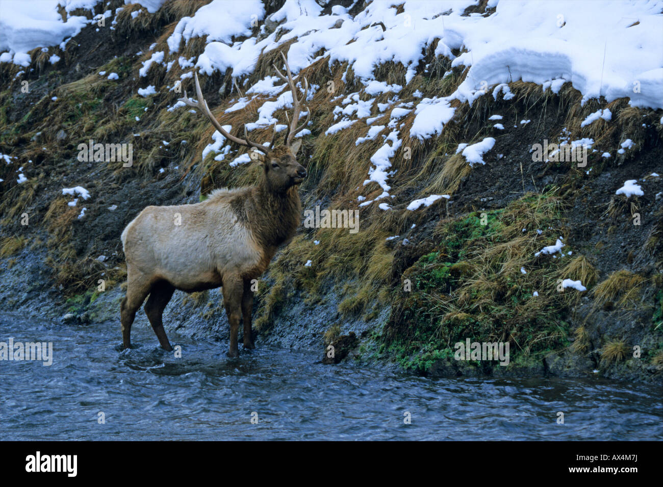Elk male stag standing in a river feeding from the bank in the middle ...