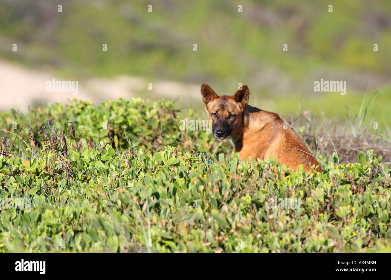 Dingo, canis lupus dingo, single pure-bred adult sitting amongst sand ...