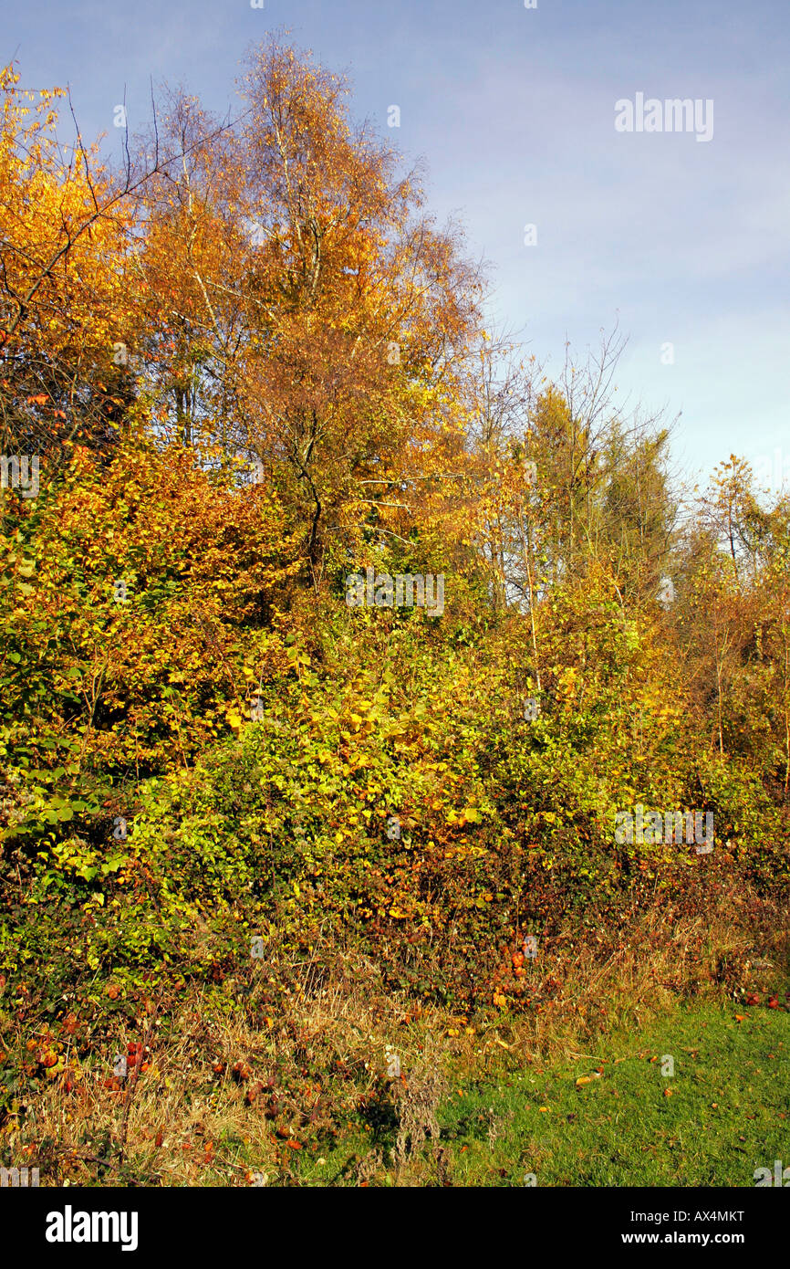 Hedgerows gold hi-res stock photography and images - Alamy