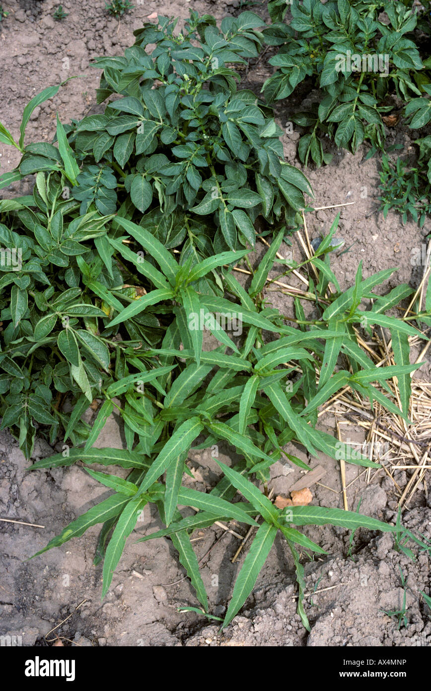 Amphibious bistort Polygonum amphibium maturing weed inm a potato crop ...