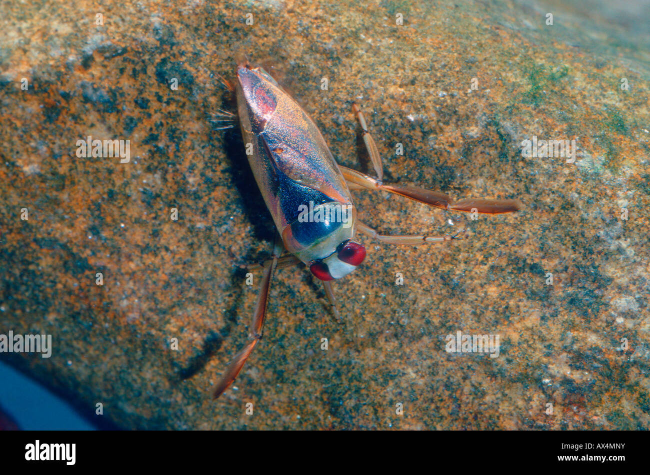 Backswimmer insects hi-res stock photography and images - Alamy
