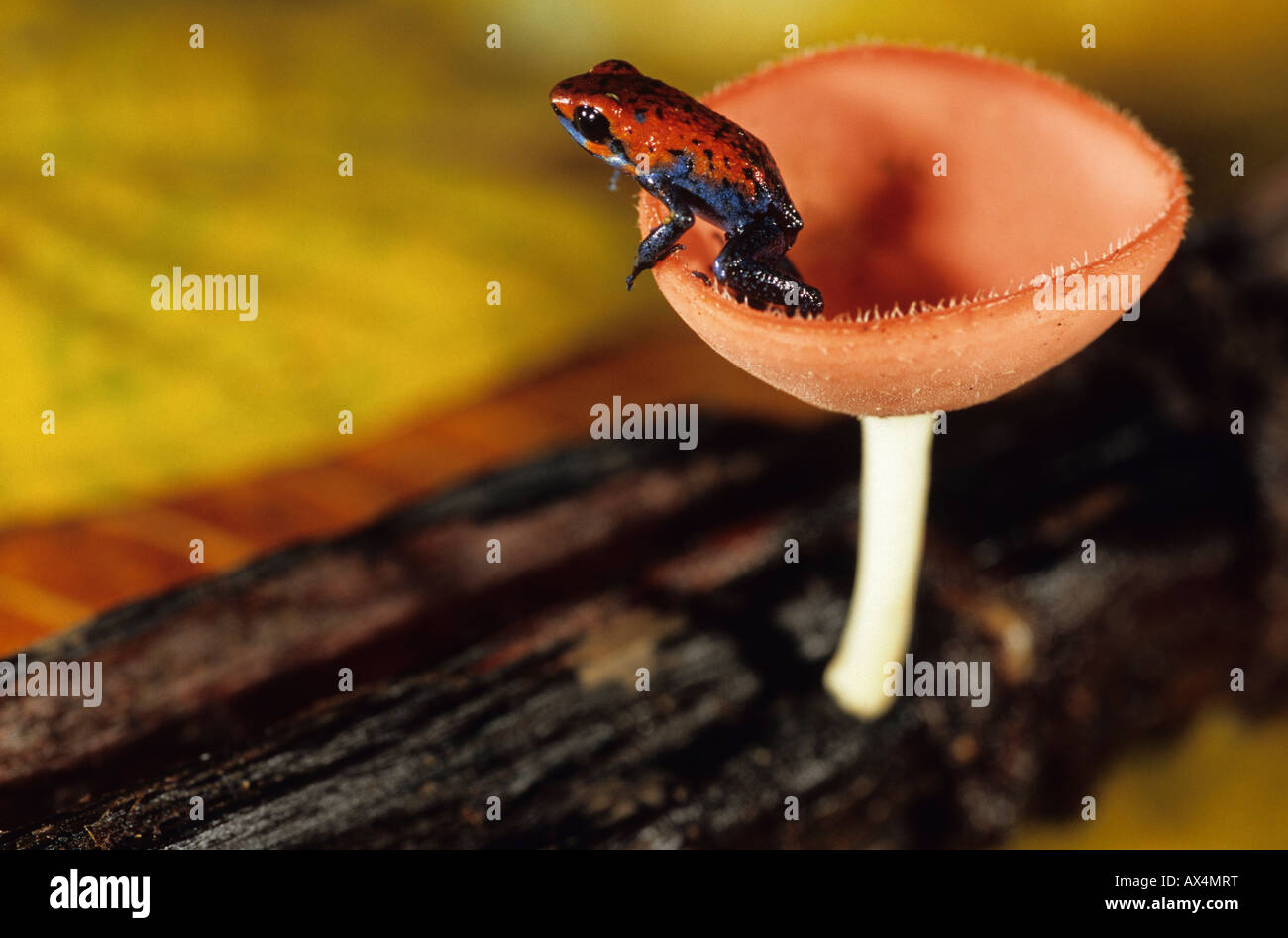 Strawberry Poison dart frog Dendrobates pumilio in a scarlet cup fungi ...