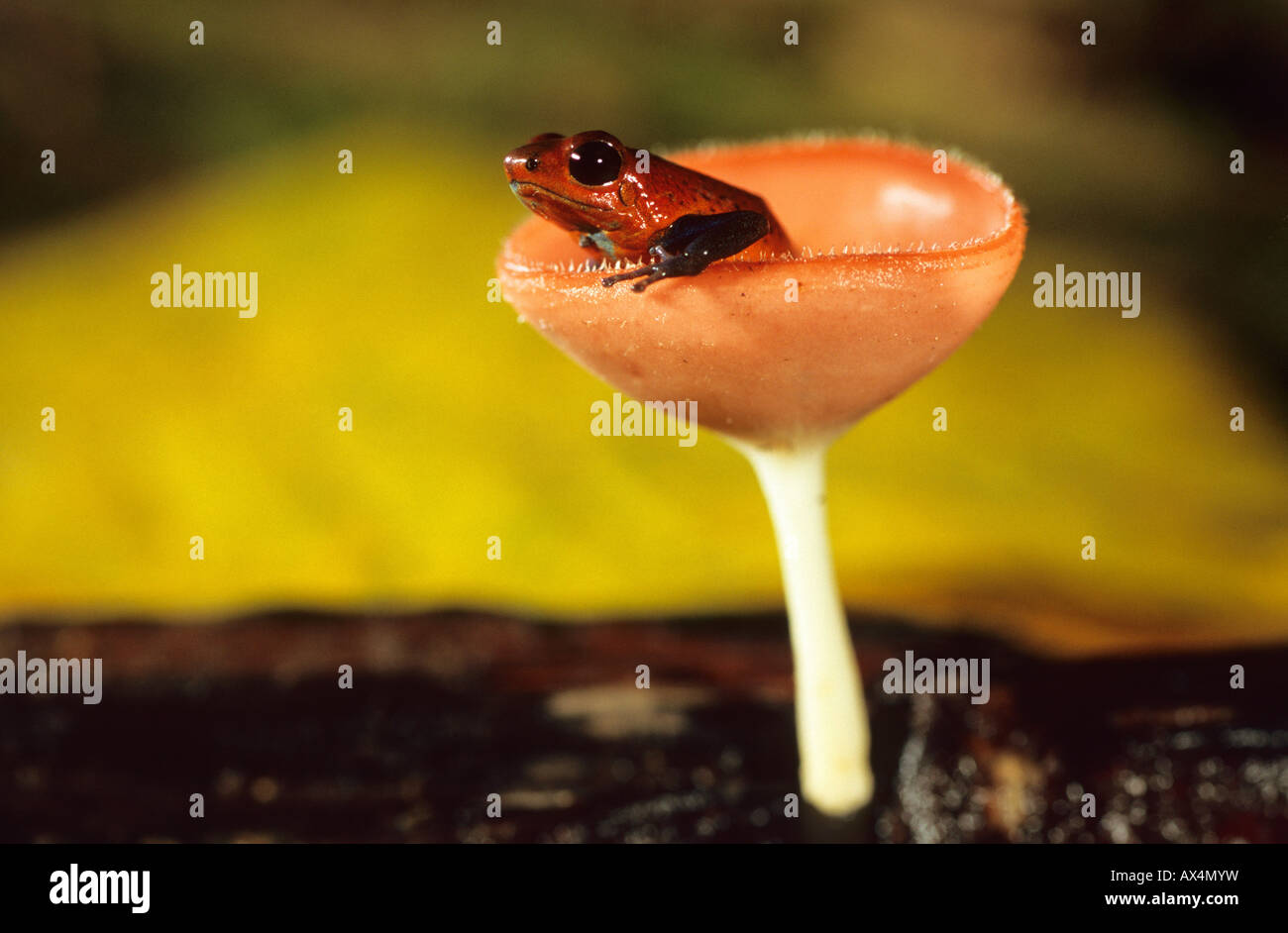 Strawberry Poison dart frog Dendrobates pumilio in a scarlet cup fungi ...