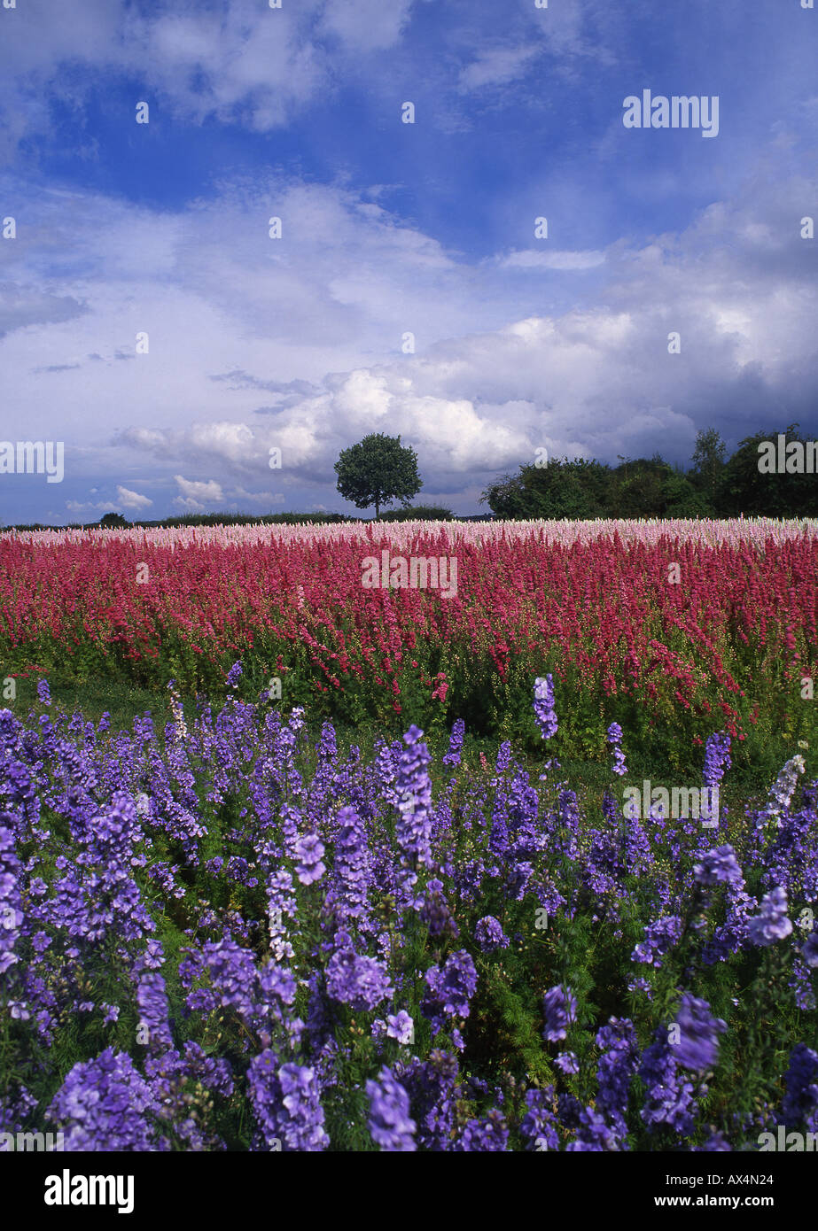 Delphinium field Near Pershore Worcestershire England UK Stock Photo ...