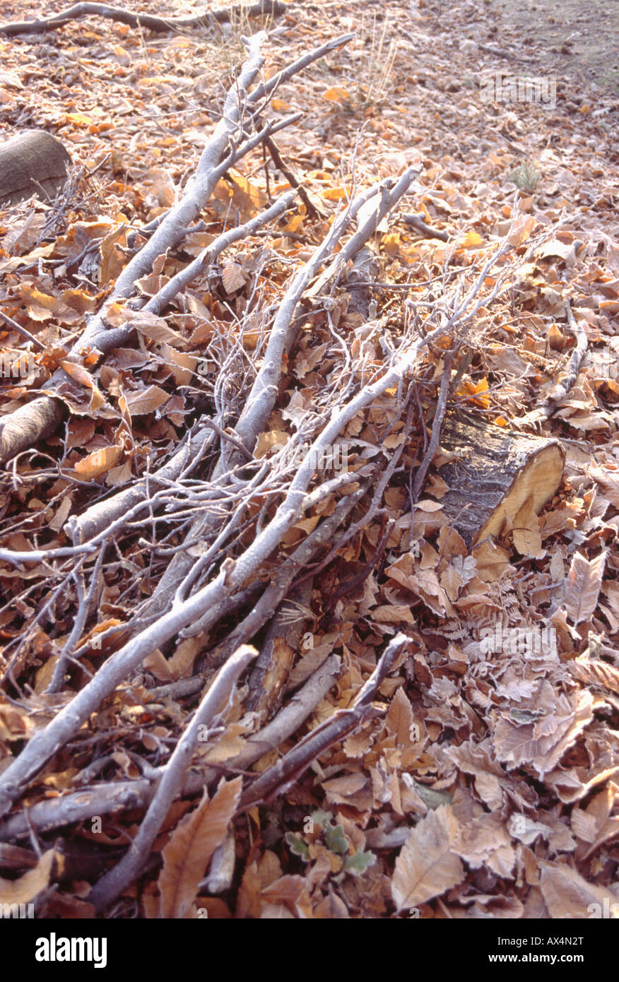 Leaves and twigs on the ground hi-res stock photography and images - Alamy