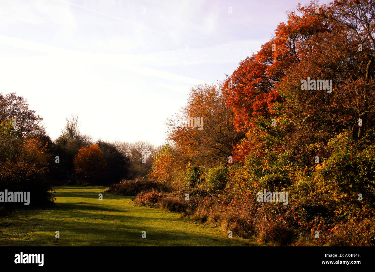 Hedgerows gold hi-res stock photography and images - Alamy